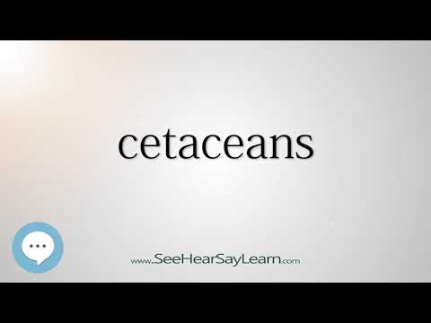 cetaceans