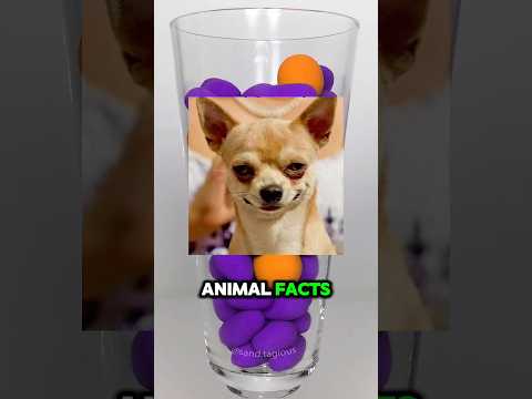 Top 3 Animal Facts That Sound Fake (But Are Totally True!)