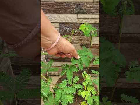 Mimosa - Response to stimulus - Class 10 Science