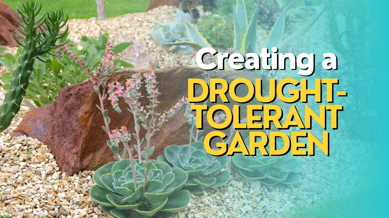 Creating a Drought-Tolerant Garden: Plants for Arid Conditions