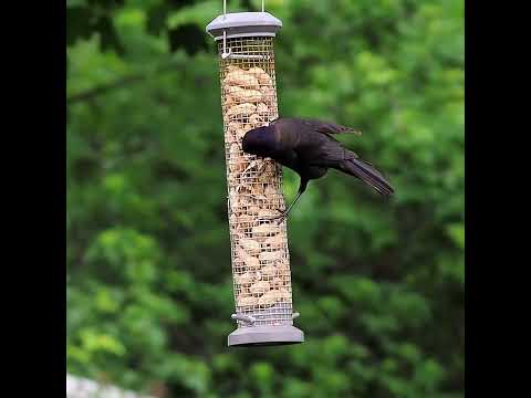 Common Grackle Trying To Figure Out The Peanut Feeder - #shorts