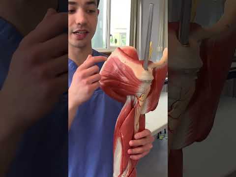 Muscles of the shoulder in 30 seconds! #mbbs #medicine #medical #anatomy