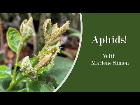 Aphids! Or What are Those Bugs on My Plants?