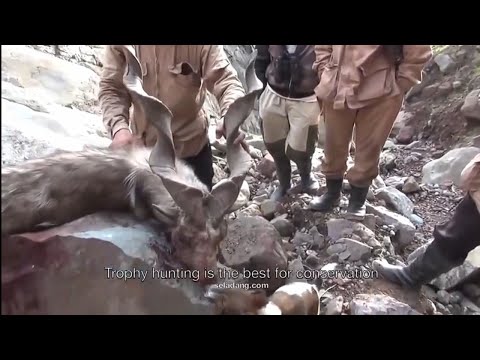 охота на бухарского мархора в Таджикистане. hunting Bukharan markhor in tajikistan