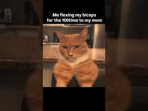 Fr #gymrat#biceps#funny#meme#cat#cute#phonk
