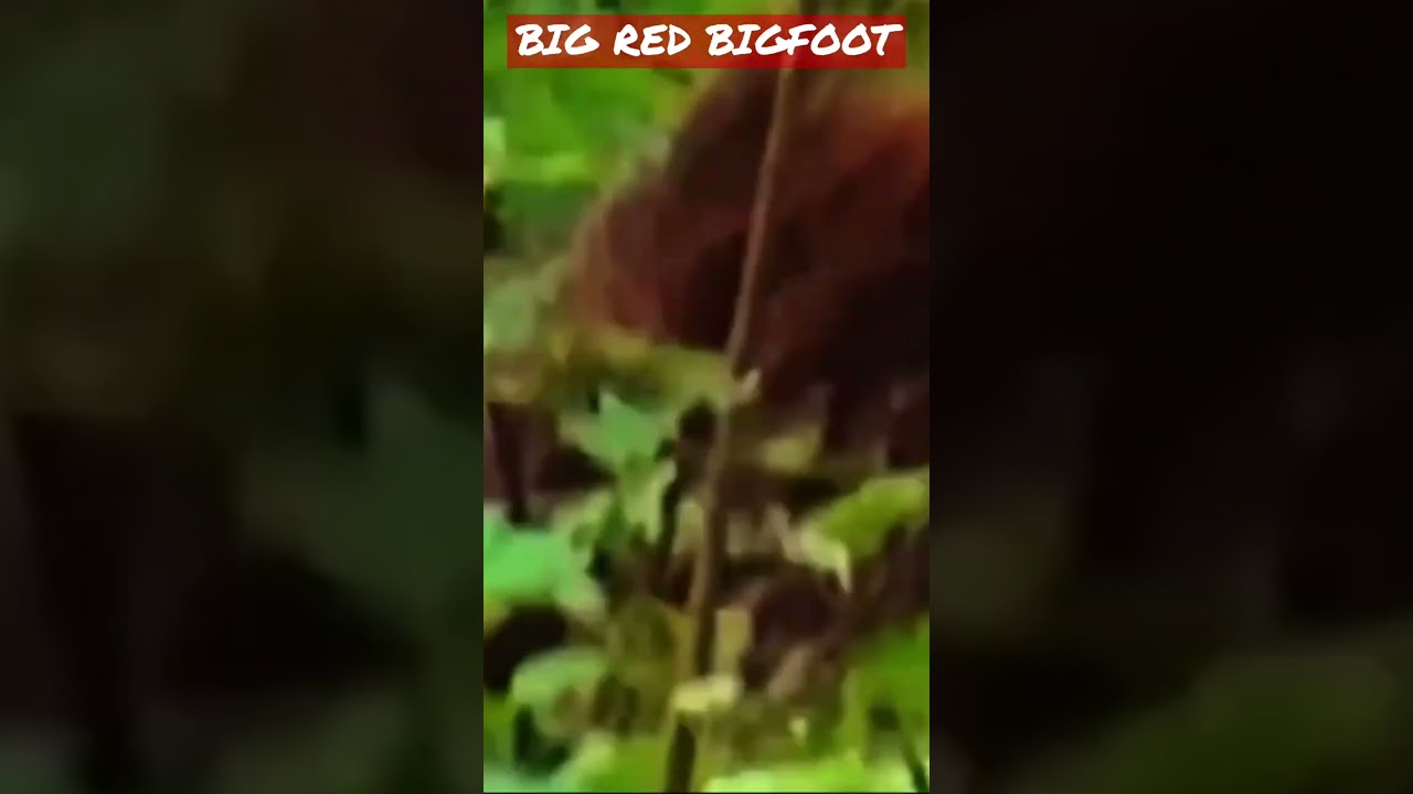 Big Red Bigfoot??