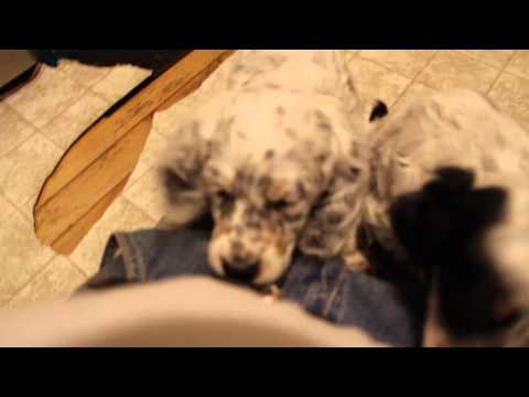 Happy New Year’s to everyone!! Llewellin Setter Puppies starting the ...