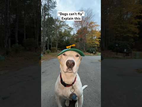 Wish her a safe flight! #helikopter #dogs #shorts #funny