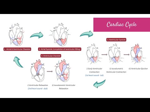 Cardiac Cycle (Transport in Animals & Plants) – The Theoretical Doctor