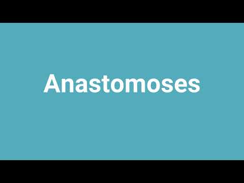 'Anastomoses' Meaning and Pronunciation