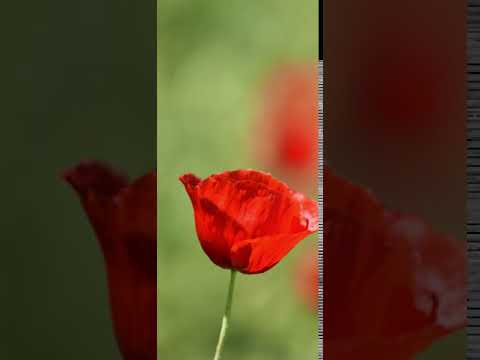 Animated JPG - Live Wallpaper