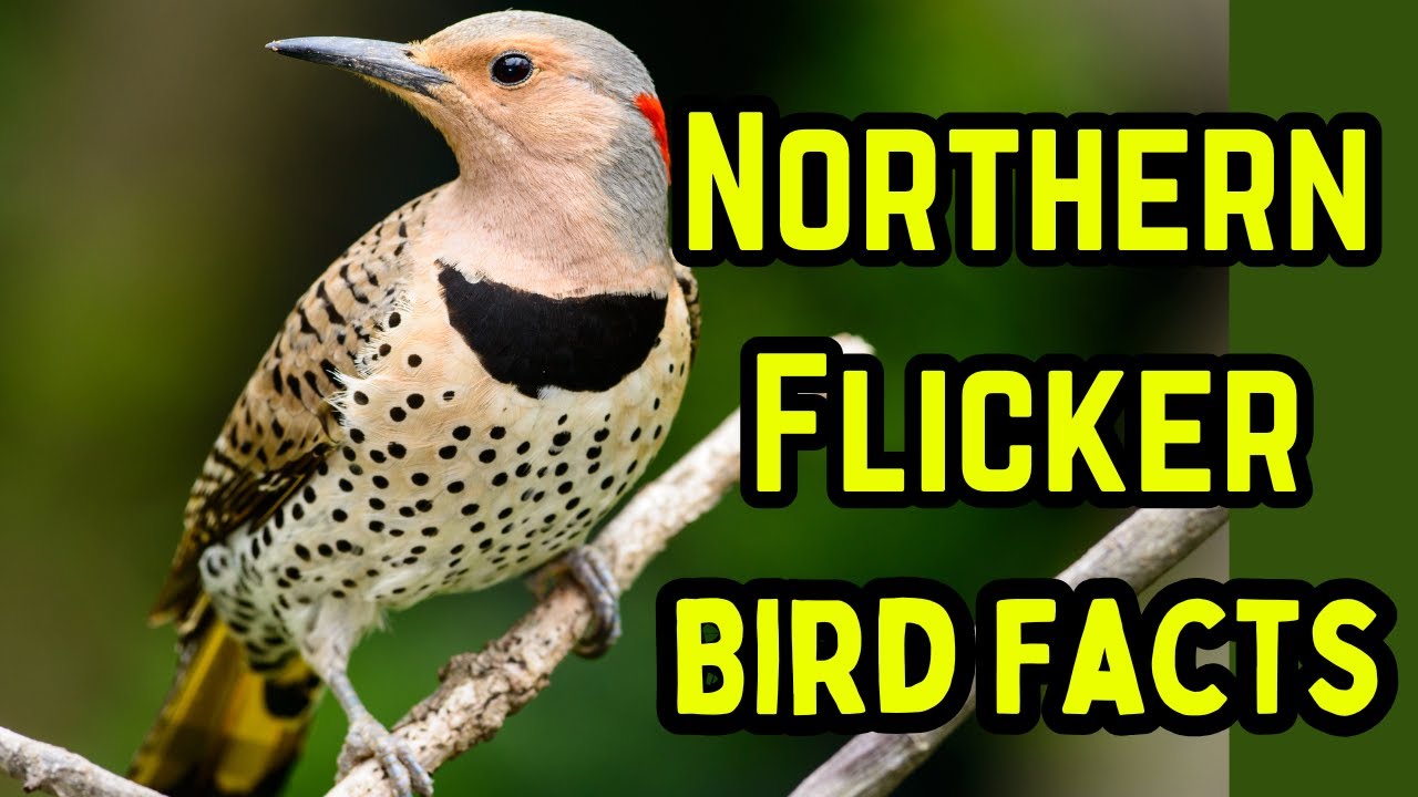 The Northern Flicker Mini documentary, ID, food , how to ID, habitat, nesting, behavior