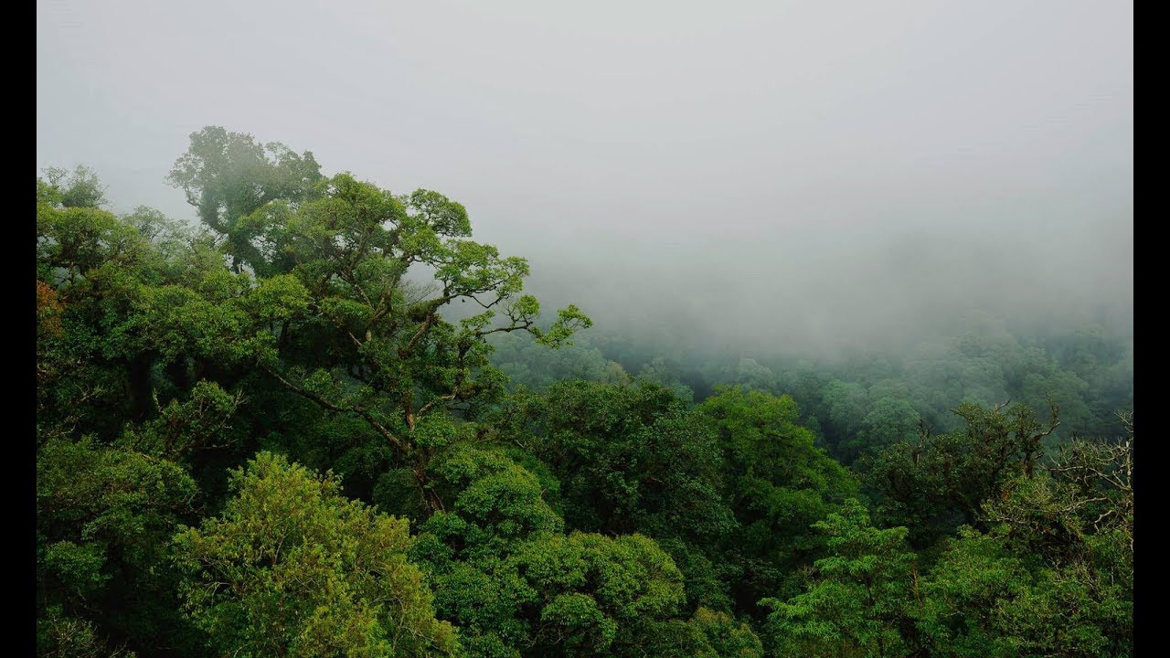 Forest conservation - Time for action