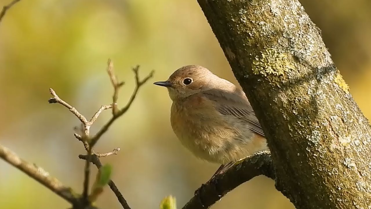 Ptice Hrvatske - Mrka crvenrepka, ženka (Phoenicurus ochruros) (Black Redstart, female) (1/6)