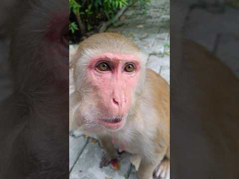 monkey face #bandar #monkey #monkeyvideo