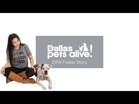 Dallas Pets Alive: Foster Story