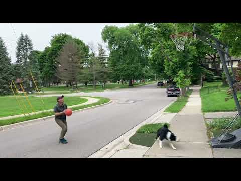 Scout Wallace, Ann Arbor's famous basketball-rebounding dog in action
