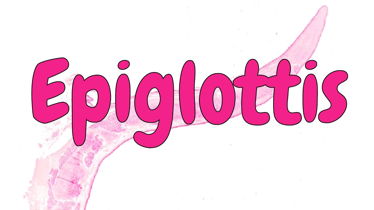 Epiglottis - respiratory system histology