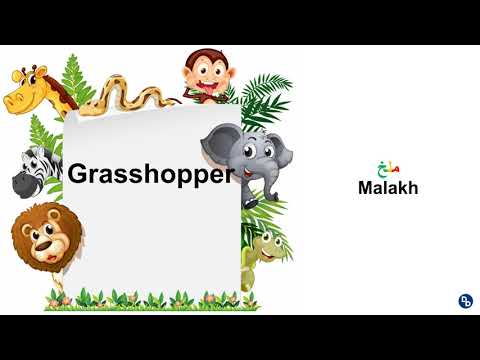 Grasshopper - ملخ - Malakh