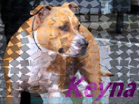 Passion Amstaff Nord-Pas-de-Calais Picardie