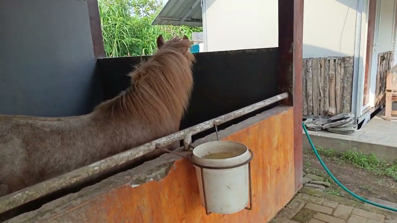 Berkunjung ke kandang kuda