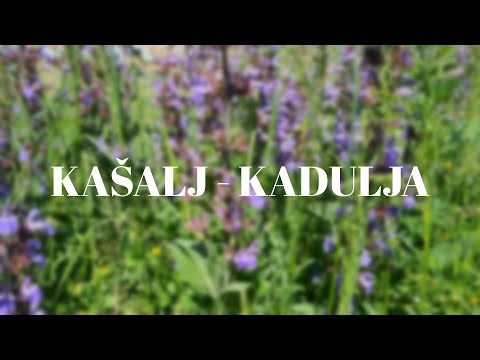 Ljekovita biljka - KADULJA.