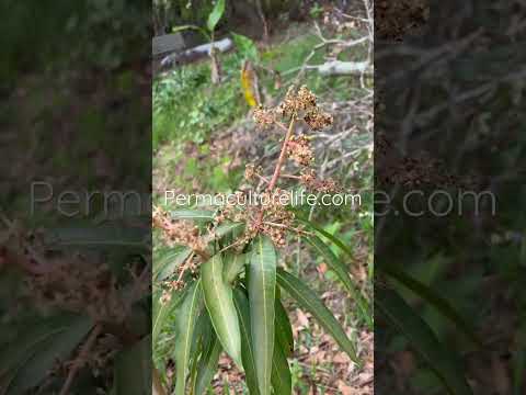 Why we graft fruit trees