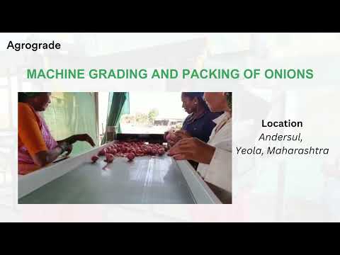 Onion Grading Machine at Best Price in India