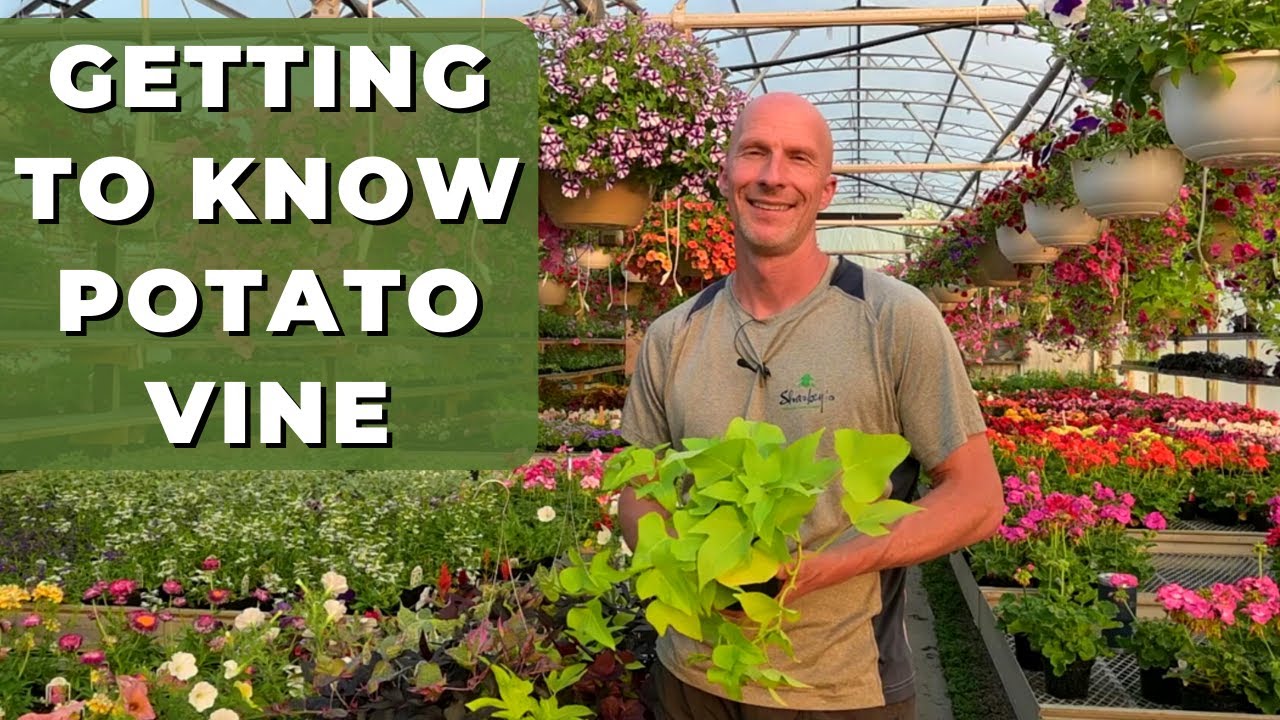 Getting to Know POTATO VINE (Ipomoea) - Best Tips for Care, Use and What You Need to Know