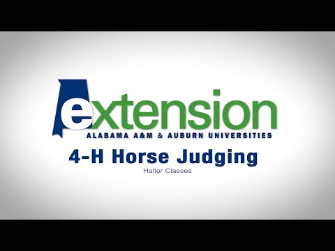 4-H Horse Judging: Halter