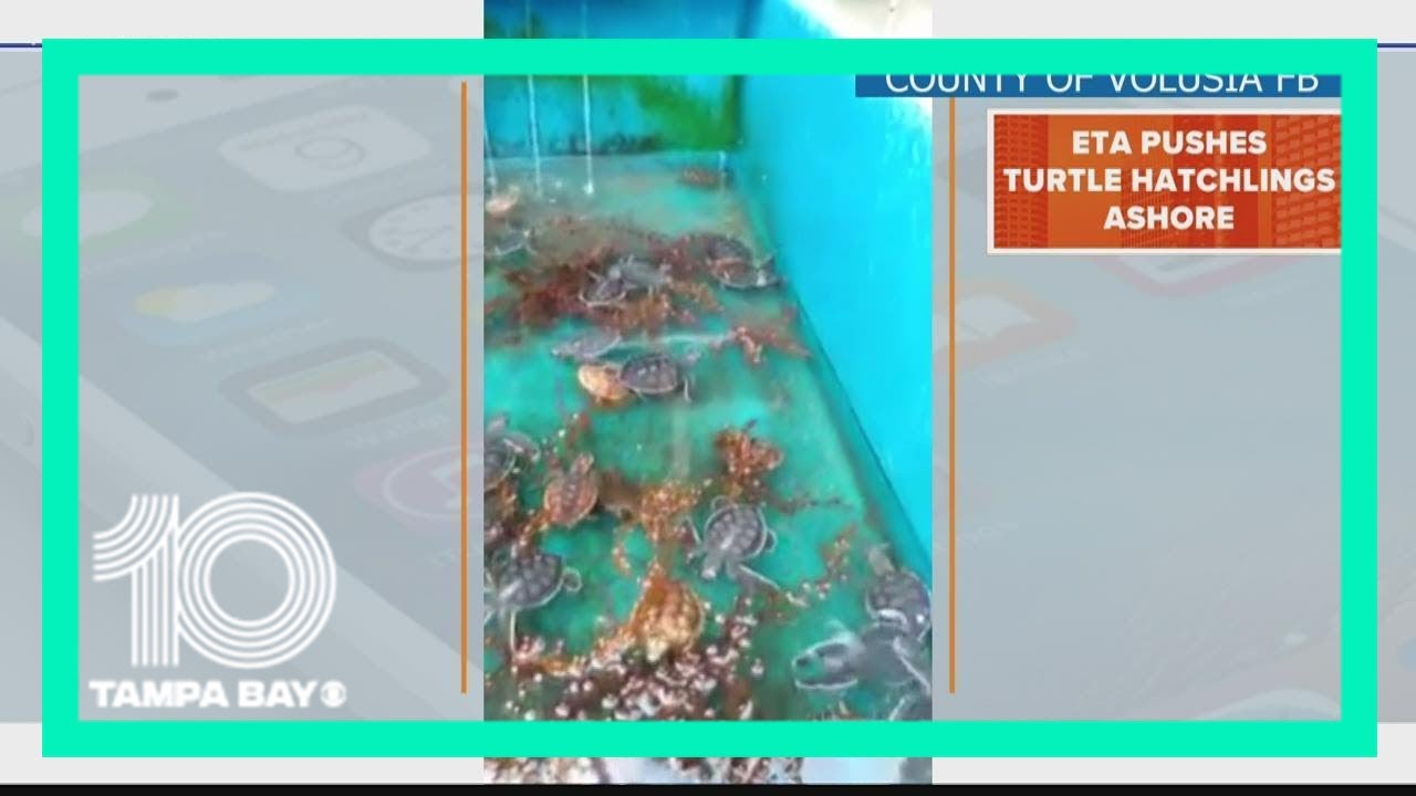 Sea turtle hatchlings pushed back onto Florida shore during Eta
