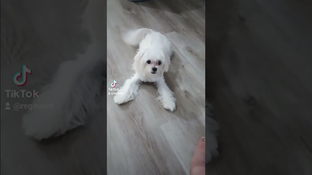 He listens when he wants to #10monthold#timeflies#maltese#puppyeyes #Nino#cutiepie #cutieepie