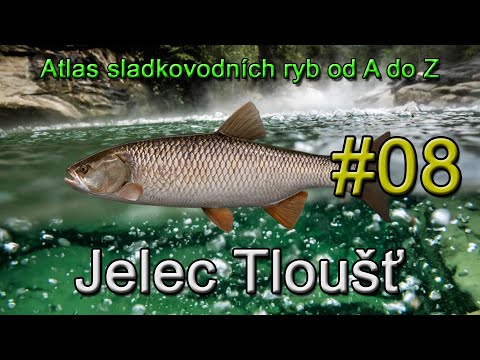 Atlas Sladkovodních Ryb |#08| Jelec Tloušť | Chub