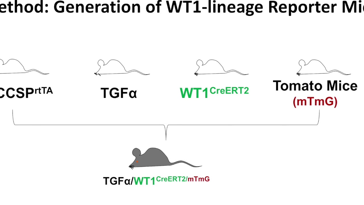 Tracing Wilms’ tumor 1 to fibrotic lung disease