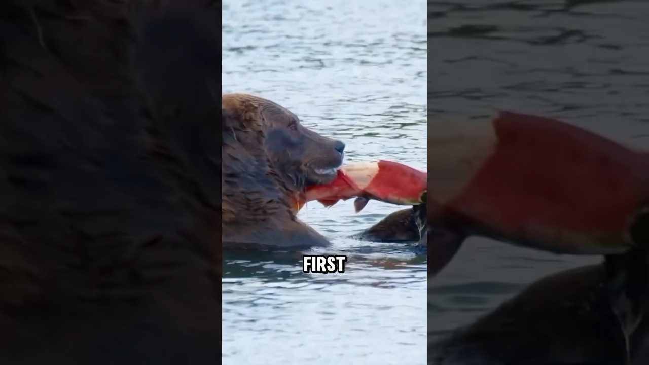 Favorite food is Salmon😍 #wildanimal #fishing #salmon #foodlover #sushi #wildfish #shorts #pets