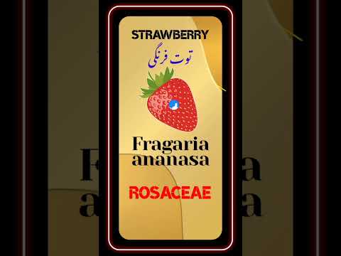 strawberry scientific name ||strawberry family #strawberry#strawberries #viral #shorts#botany