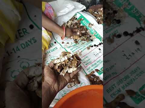 Tamarind Seed Removal Machine - Amli Processing Machine Latest Price ...