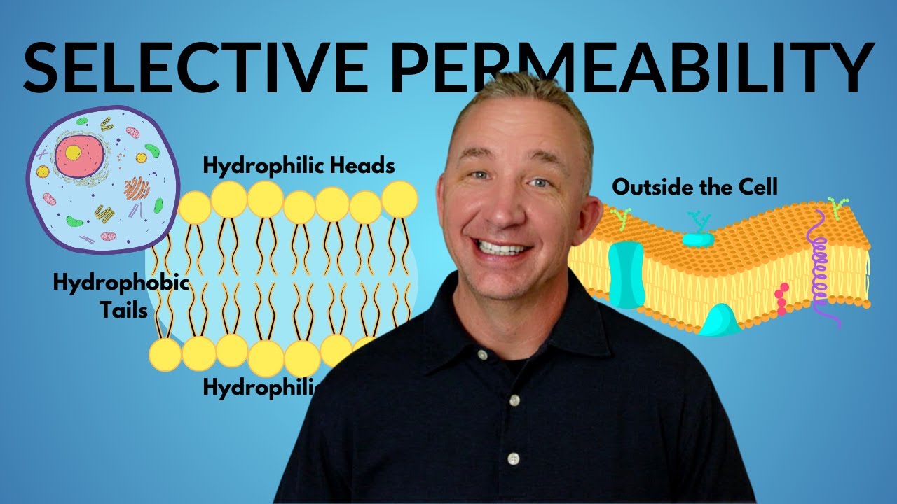 Selective Permeability Explained: Understanding the Cell Membrane and Phospholipid Bilayer