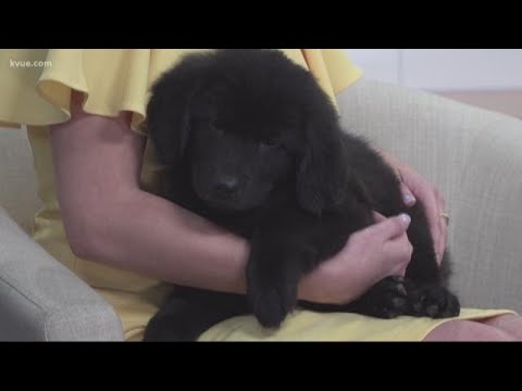 Furry Friend Friday: Meet Flynn | KVUE