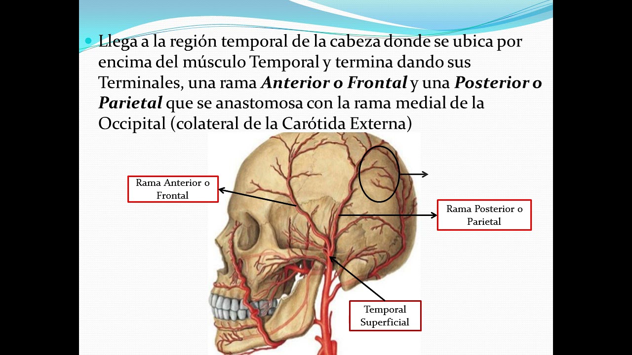 Arteria Temporal Superficial