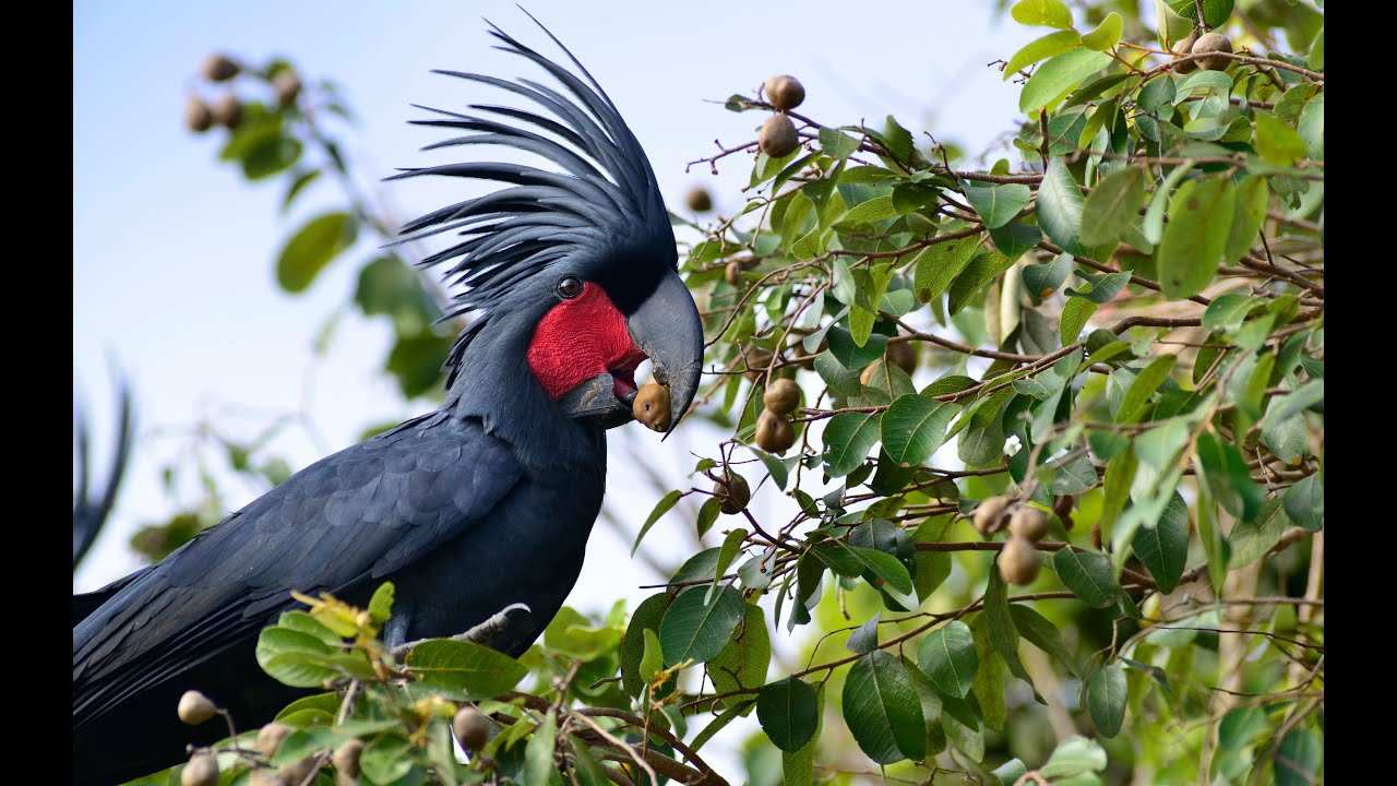 Palm Cockatoo Drumming