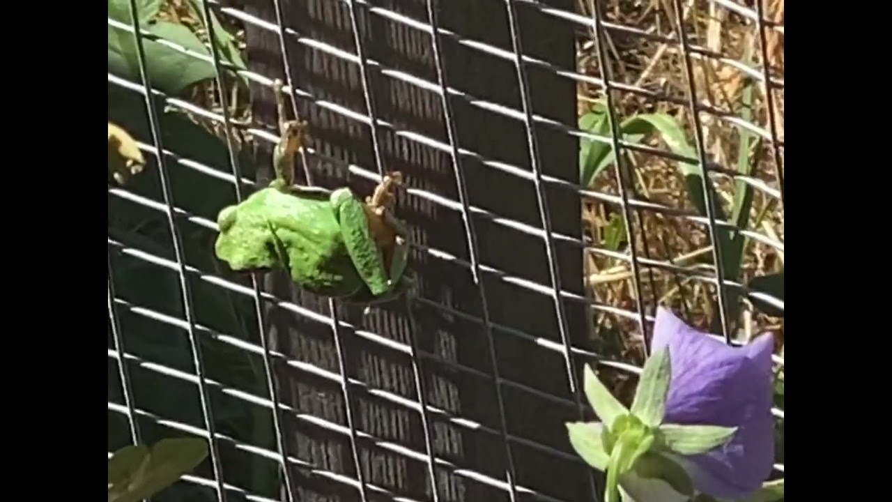 Nature Bits 2022: Pacific Tree Frog Jumping