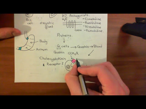 Gastric Acid Secretion Part 7