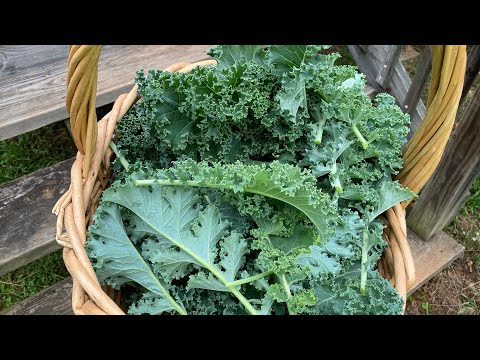 How to Grow Kale throughout the year without replanting