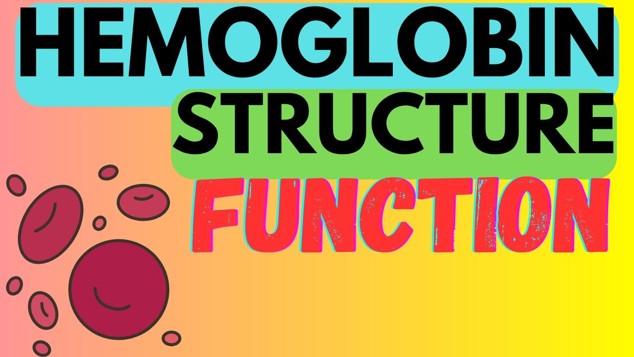 Hemoglobin - Structure - Function - R and T States