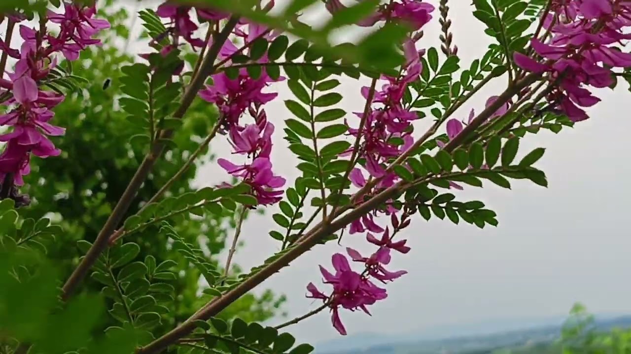 indigo Himalayano,Indigofera heterantha,Himalayan Indigo