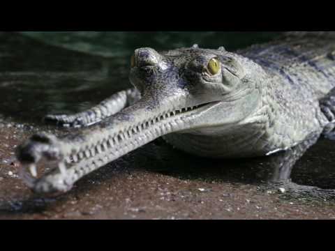 Gharial Conservation at the Bronx Zoo