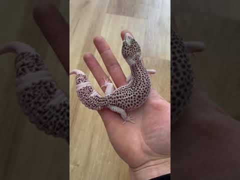 Genetics. #gecko #pets #reptile #leopardgecko #lizard #animals #reptilelove #snakes #exoticpets