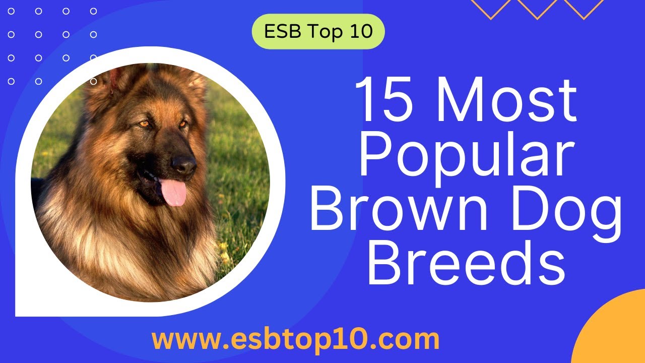 15 Most Popular Brown Dog Breeds | ESB Top 10 #dogbreeds #browndog