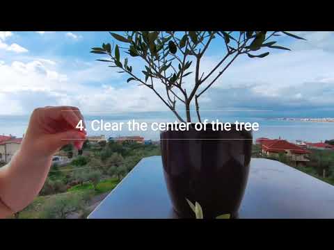 Pruning Olive Trees in Pots or Containers - 5 Principles